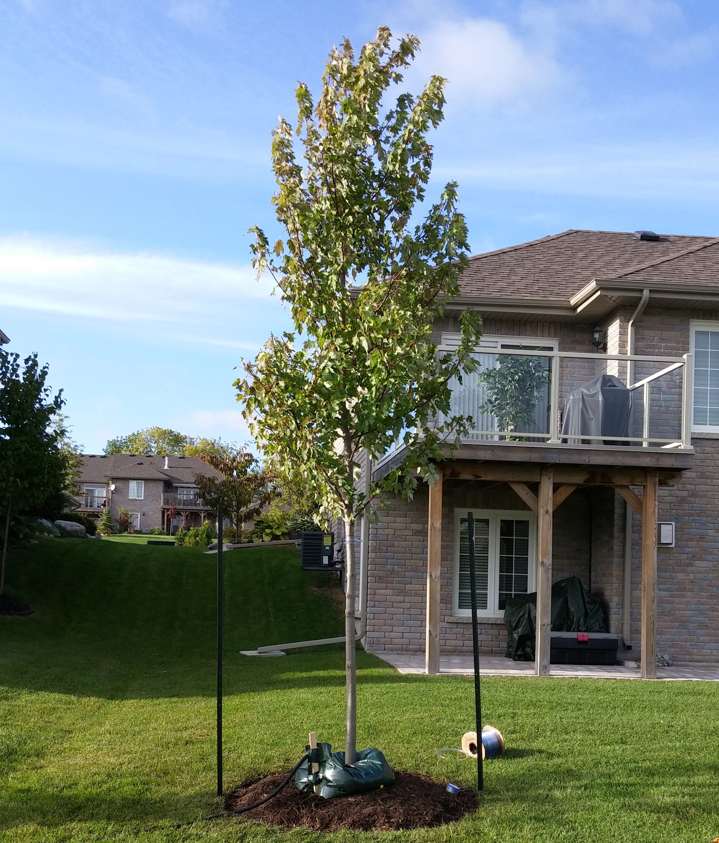 Time for Tree Planting and Fertilizer Application